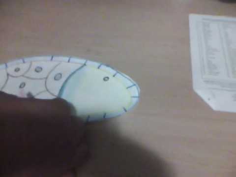 bicoid demo
