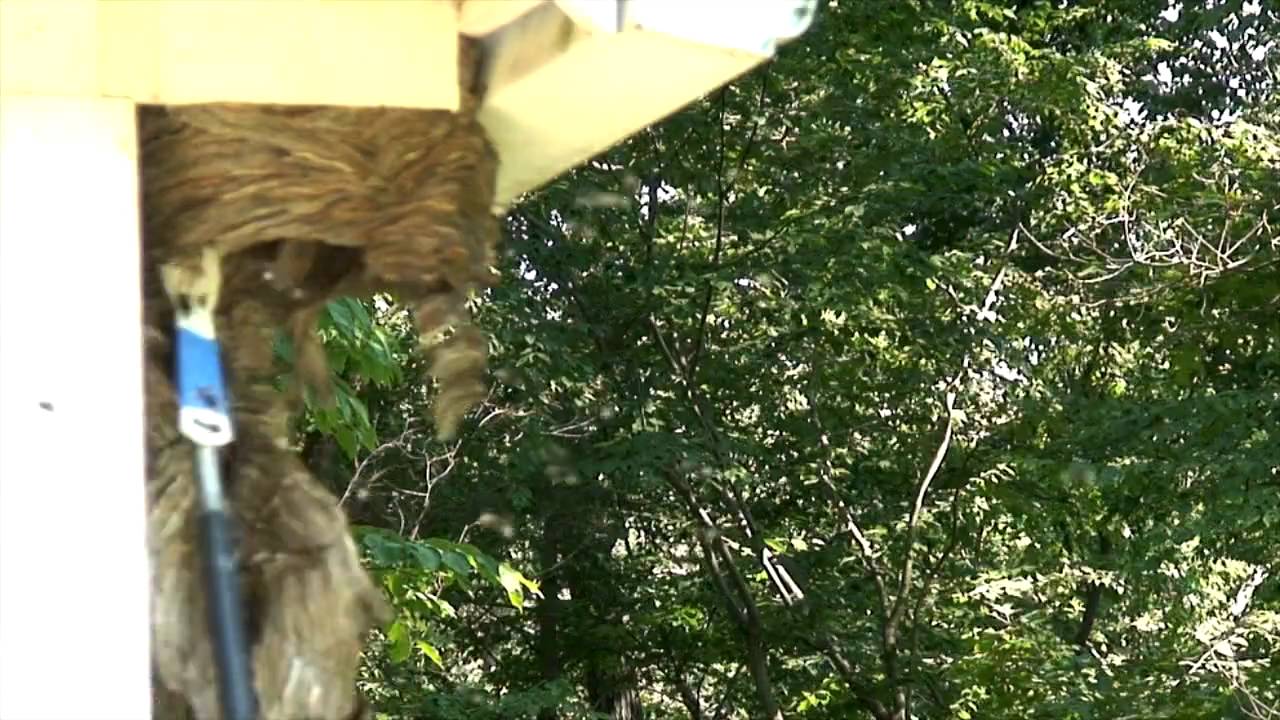 Battling Baled Faced Hornets HD
