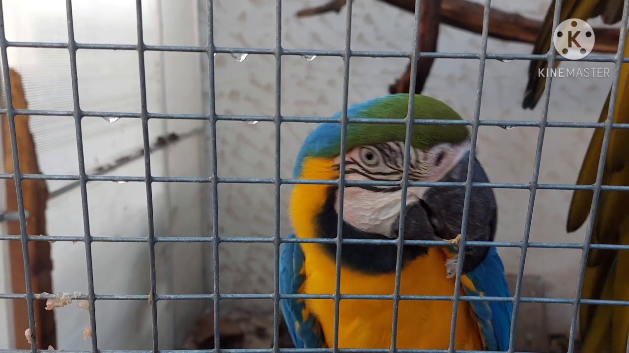 Perroquet vol libre  #ara macao