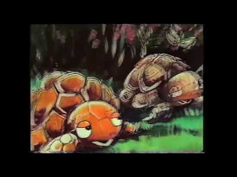 Happy Birthday Tortoise