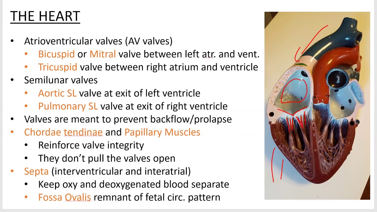 Heart PowerPoint Screencast