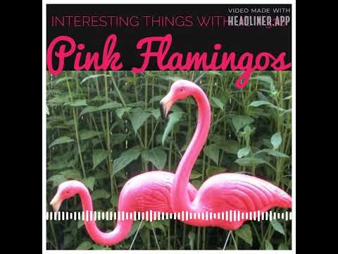 316: "Pink Flamingos"
