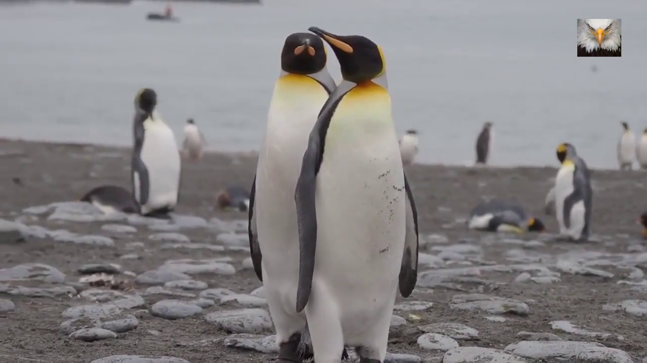 Emperor Penguin Mating - King Penguins Courting and Mating