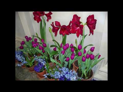 George Eastman Museum Come Tour the Eastman House (Dutch Connection)