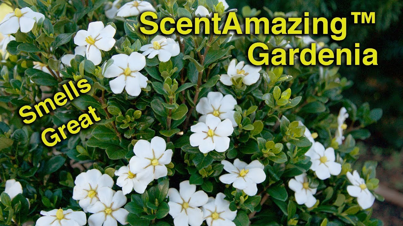 Planting ScentAmazing™ Gardenias - Fragrant, Evergreen, Low Maintenance