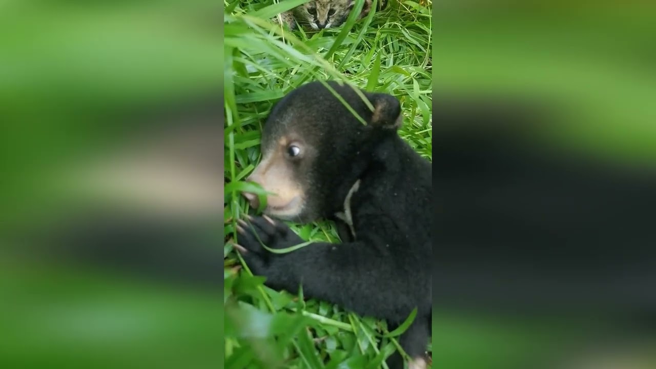 Little bear and cat