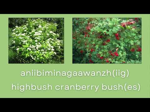 Aniibiminagaawanzhiig with Waasegiizhig