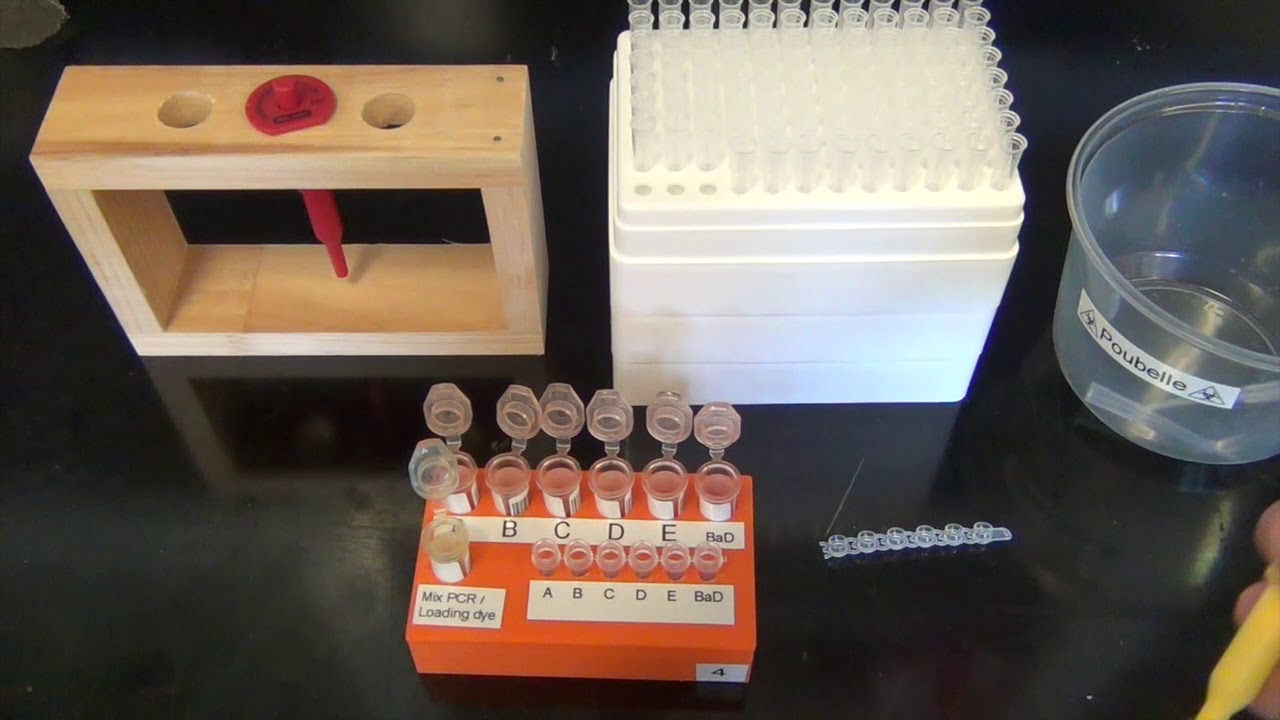 Preparing samples for PCR
