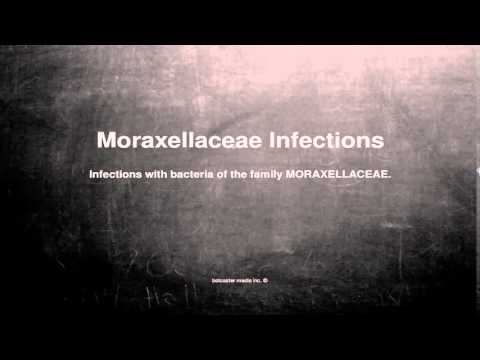 Medical vocabulary: What does Moraxellaceae Infections mean