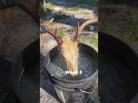 Easy Euro Mount . . Nothing but soaking the skull in water - 6 week transformation #taxidermy #deer