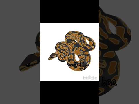 Ball python #snake #drawing #python #spellcasting #fyp