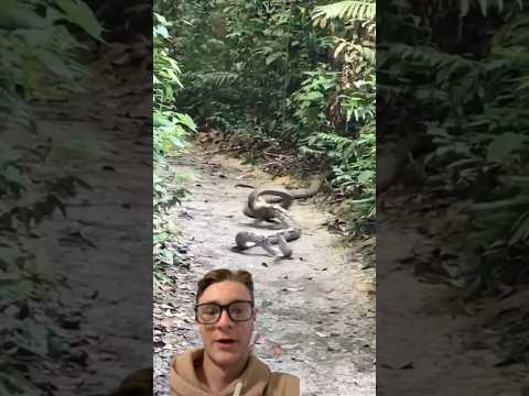 Itβs a Snake Eat Snake WORLD! King Cobra Attacks Python! #snake