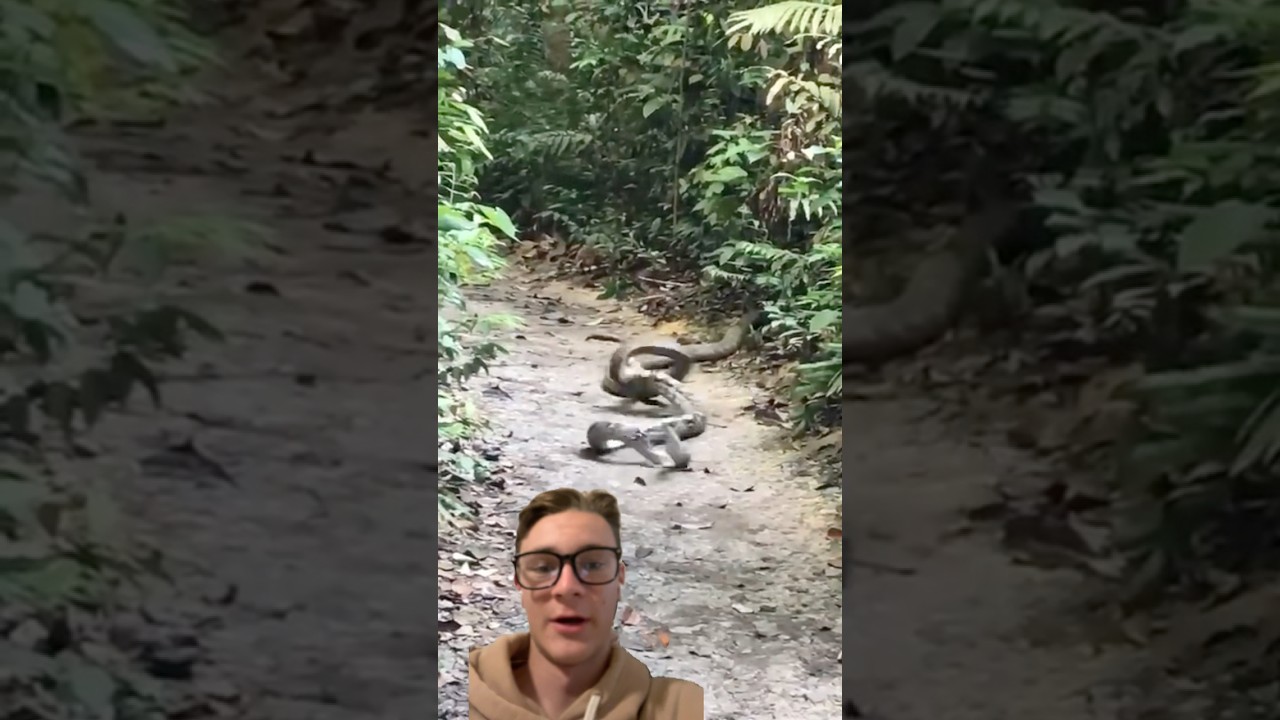 It’s a Snake Eat Snake WORLD! King Cobra Attacks Python! #snake