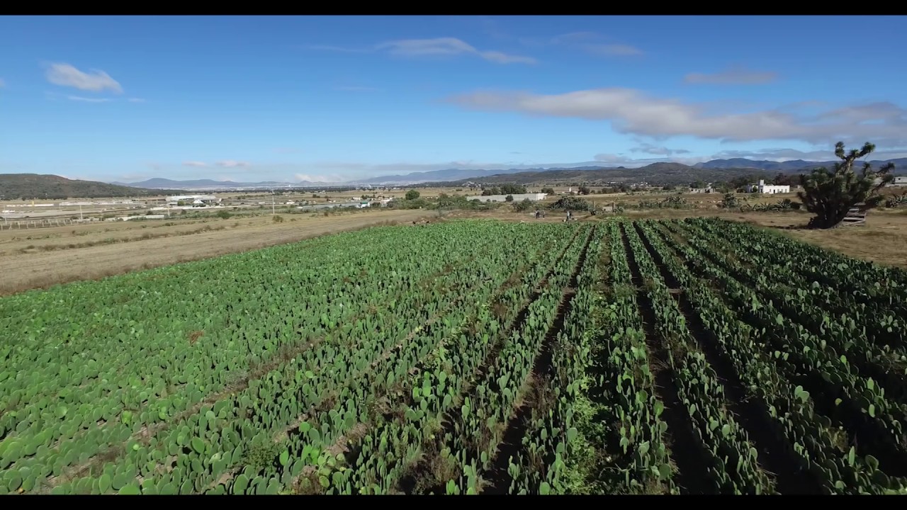 CactusPowder.mx - Nopal Deshidratado