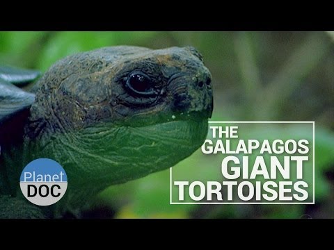 The Galapagos Giant Tortoises | Wild Animals - Planet Doc Full Documentaries