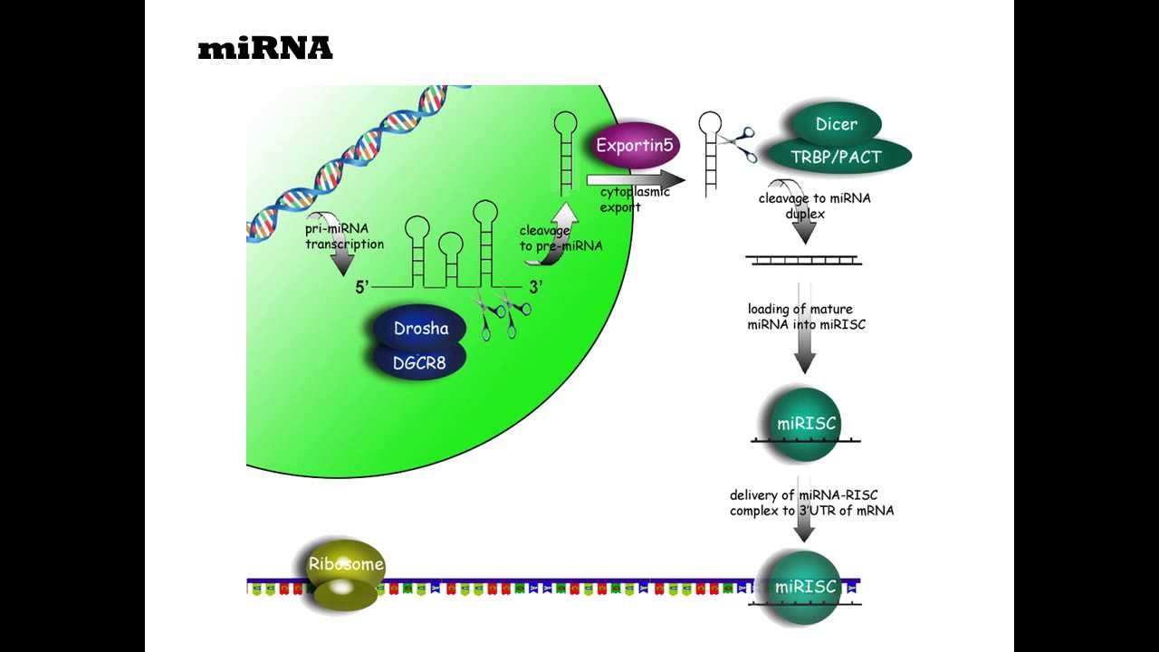 Eukaryotic Gene Structure