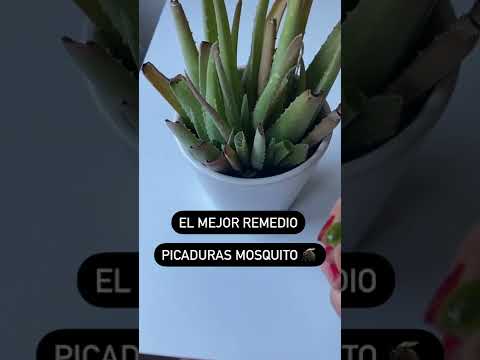 El mejor remedio para las picaduras de mosquito... es natural, ¡el Aloe Vera!