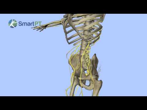 Lower Back Normal Anatomy