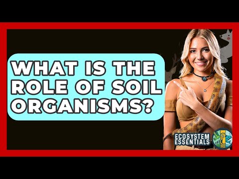 What Is The Role Of Soil Organisms? - Ecosystem Essentials