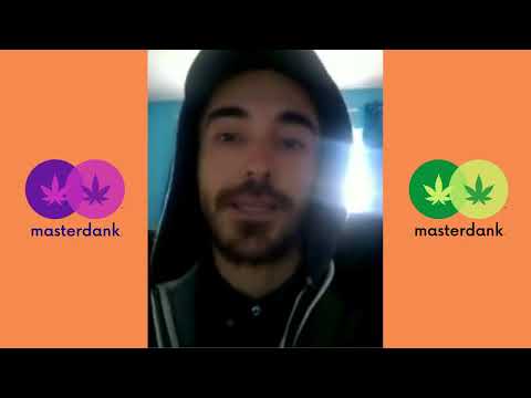 Masterdank - Strain Facts Of The Day - Amnesia Haze