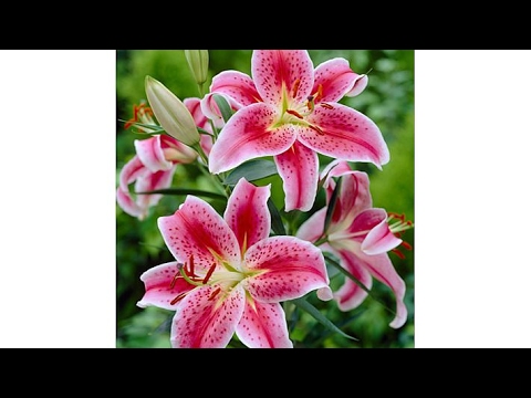 Meadow Valley "Stargazer" Lilies 5piece Set