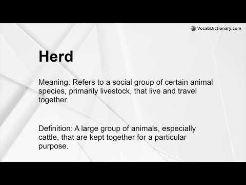 Herd Meaning