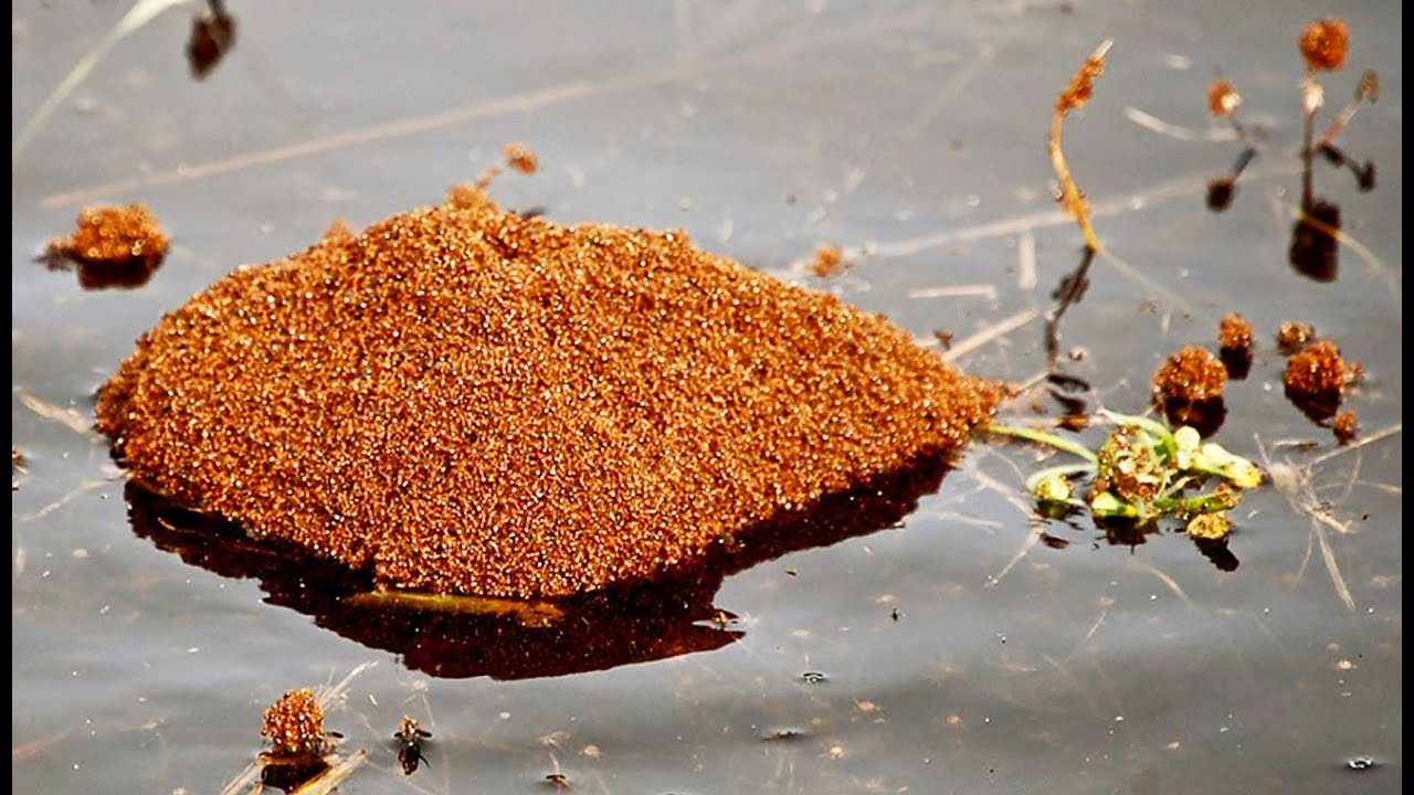 Documentaire | Des fourmis construisent un radeau