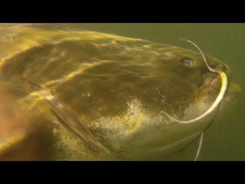 Underwater River Ebro Catfish Video | Angling in Spain Cat Fishing Action