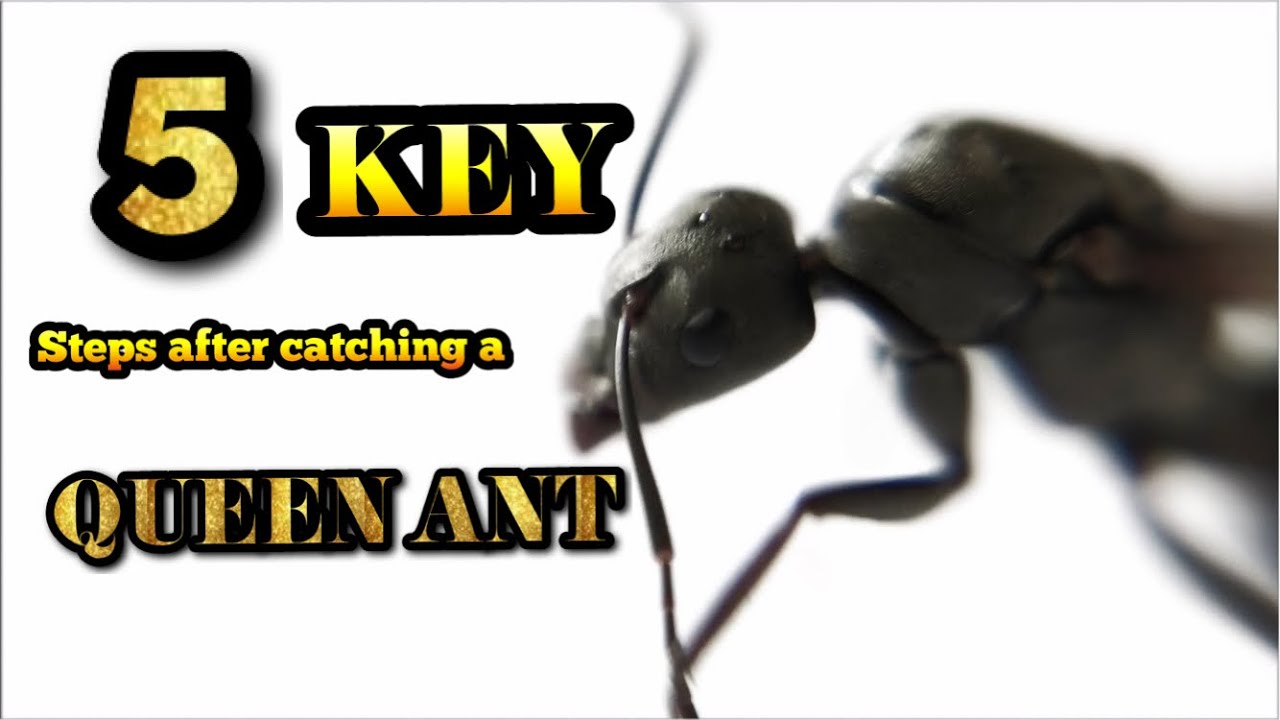 5 KEY Steps After Catching A QUEEN ANT