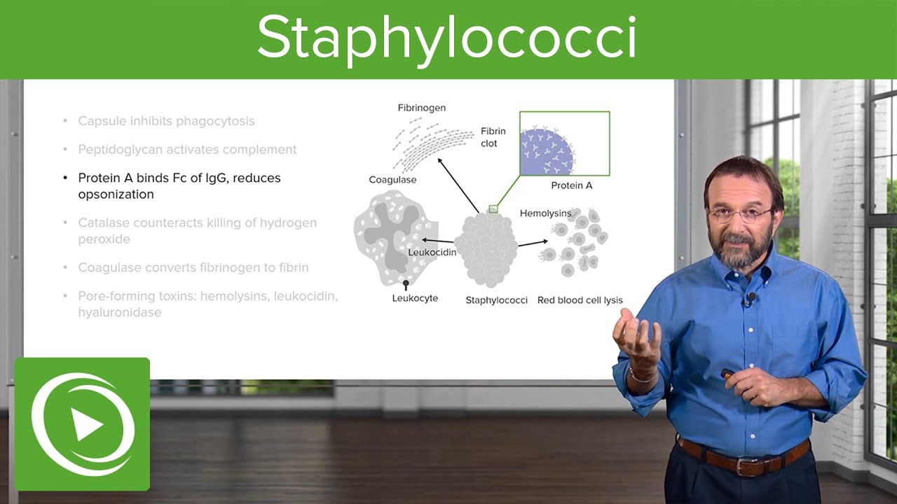 Staphylococci – Microbiology | Lecturio