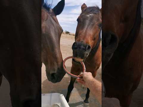 FACT on drugs..living with cushing disease #horse #cushing #free #care #medication #youtube #shorts