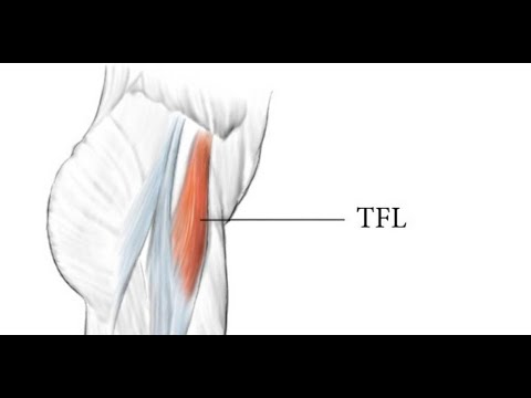 Two Minutes of Anatomy: Tensor Fascia Lata (TFL)