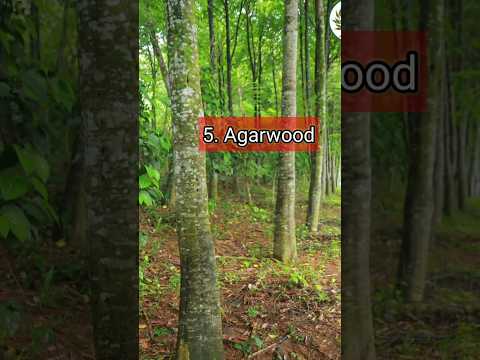 top 10 most expensive tree in india/best trees for farm house in india/भारत का सबसे महंगा पेड़