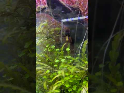 ???? ???? low tec planted tank in a pristine condition