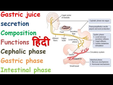Gastric juice anatomy and physiology in hindi || Mechanism of HCL secretion