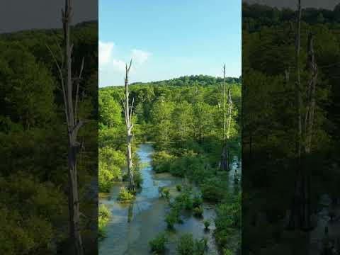 Lee County, AR 540± Acres #realestate #landforsale