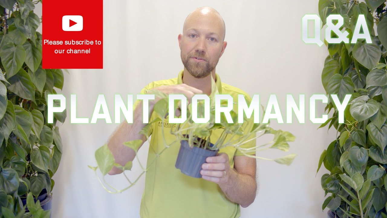 Plant Dormancy - why and how does it work?