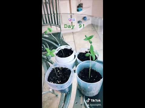 How To Germinate Marijuana Seeds