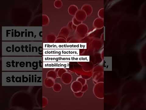 Blood Clotting: The Body's Band-Aid | Video created with ChatGPT4