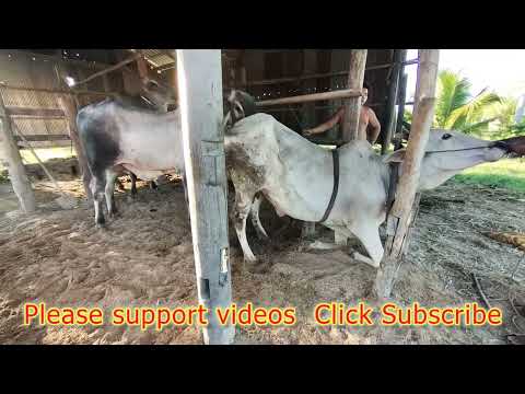 the bast meeting bull and cow family animal part 8