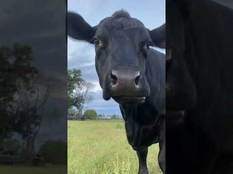 Cow Chewing Cud | #shorts