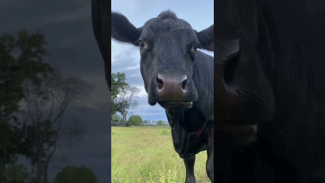 Cow Chewing Cud | #shorts