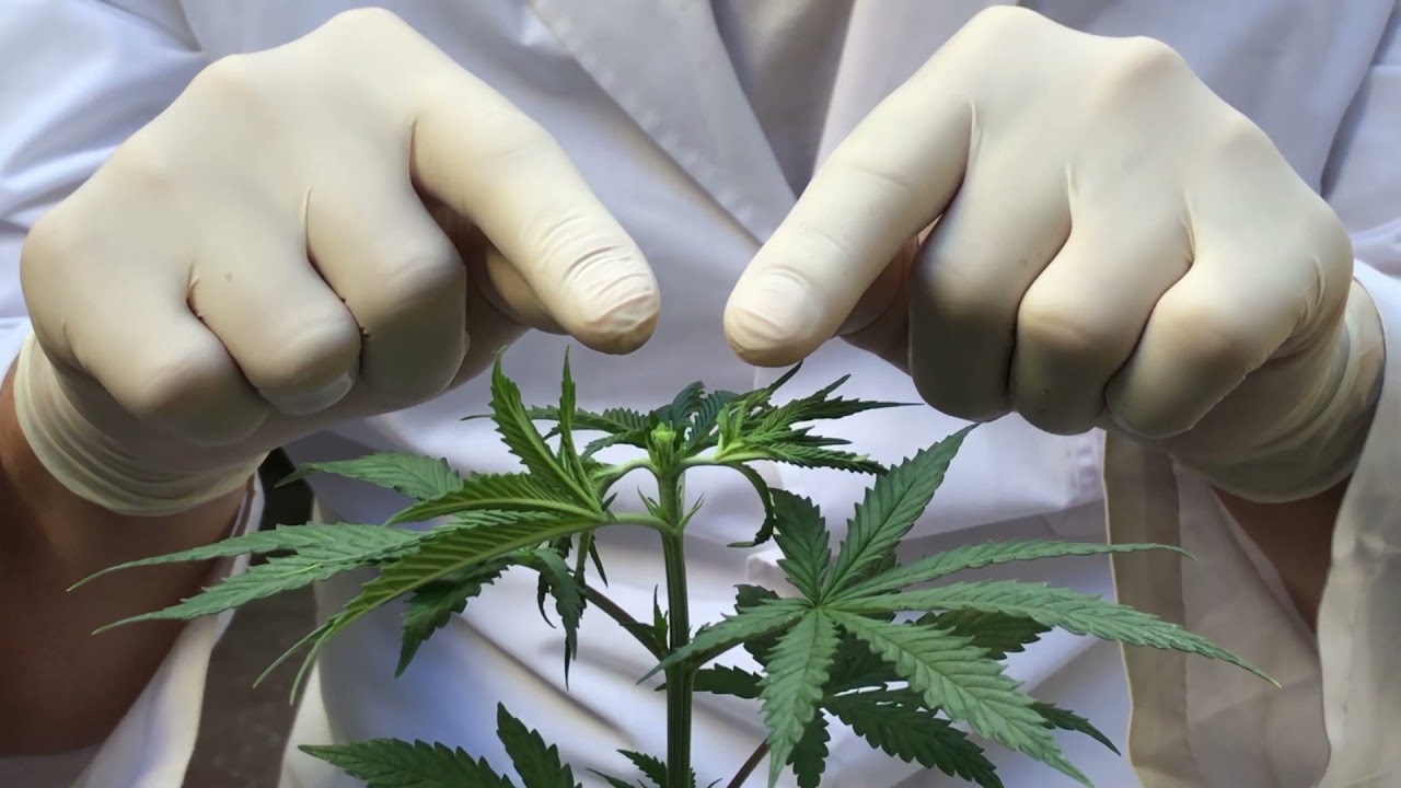 Algunas podas para nuestra planta