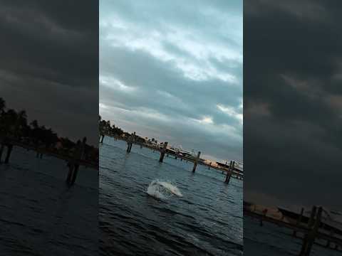 TARPON GOES AIRBORNE FOR NLBN LIL MULLET! #nlbn #nolivebaitneeded #blowups #tarponfishing