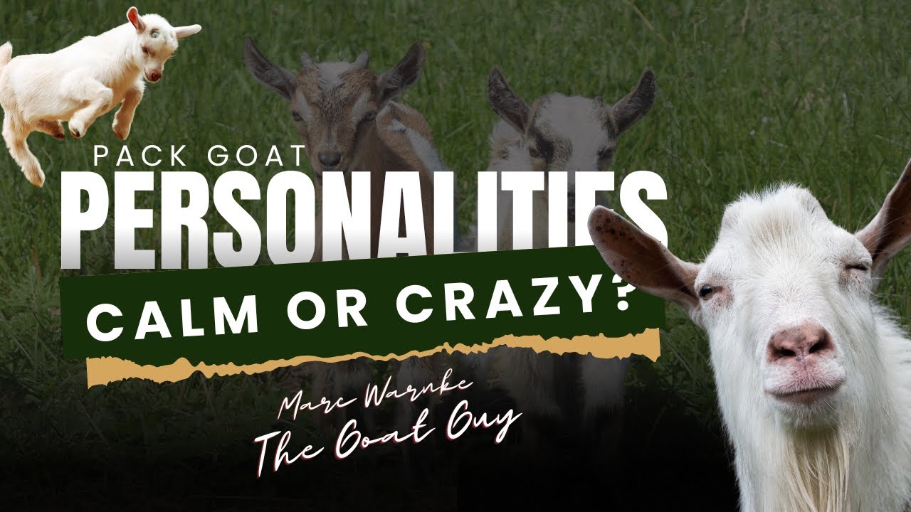 🐐 Understanding Goat Personalities | Marc Warnke “The Goat Guy”