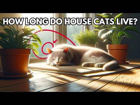 What is the average lifespan of a house cat? Explained