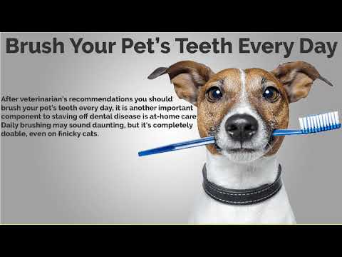 Important Tips to Care your Pet