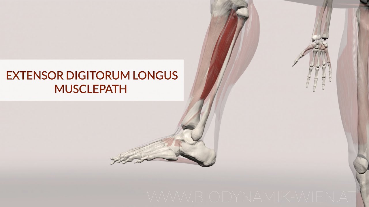 Extensor Digitorum Longus Musclepath (3D Animation)