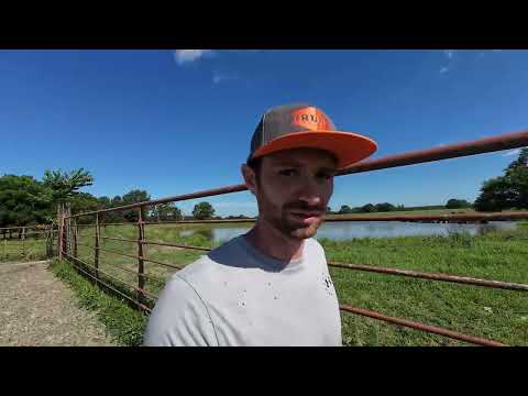Bull Went Bad (Can’t Breed a Cow!)
