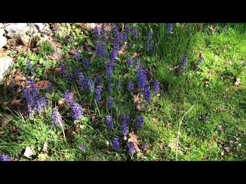 Ajuga reptans, Bugleweed